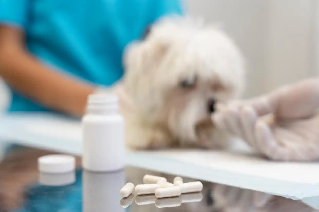 Magnesium Carbonate as an Antacid Buffer in Veterinary Medicine ...
